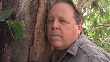 South Texas Miracle Healing Tree | kiiitv.com