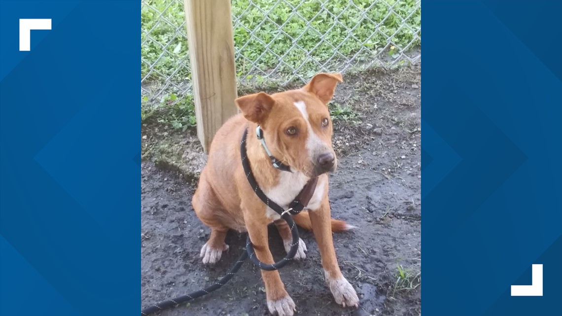 Corpus Christi Animal Care Services Pet of the Week: Biscuit | kiiitv.com