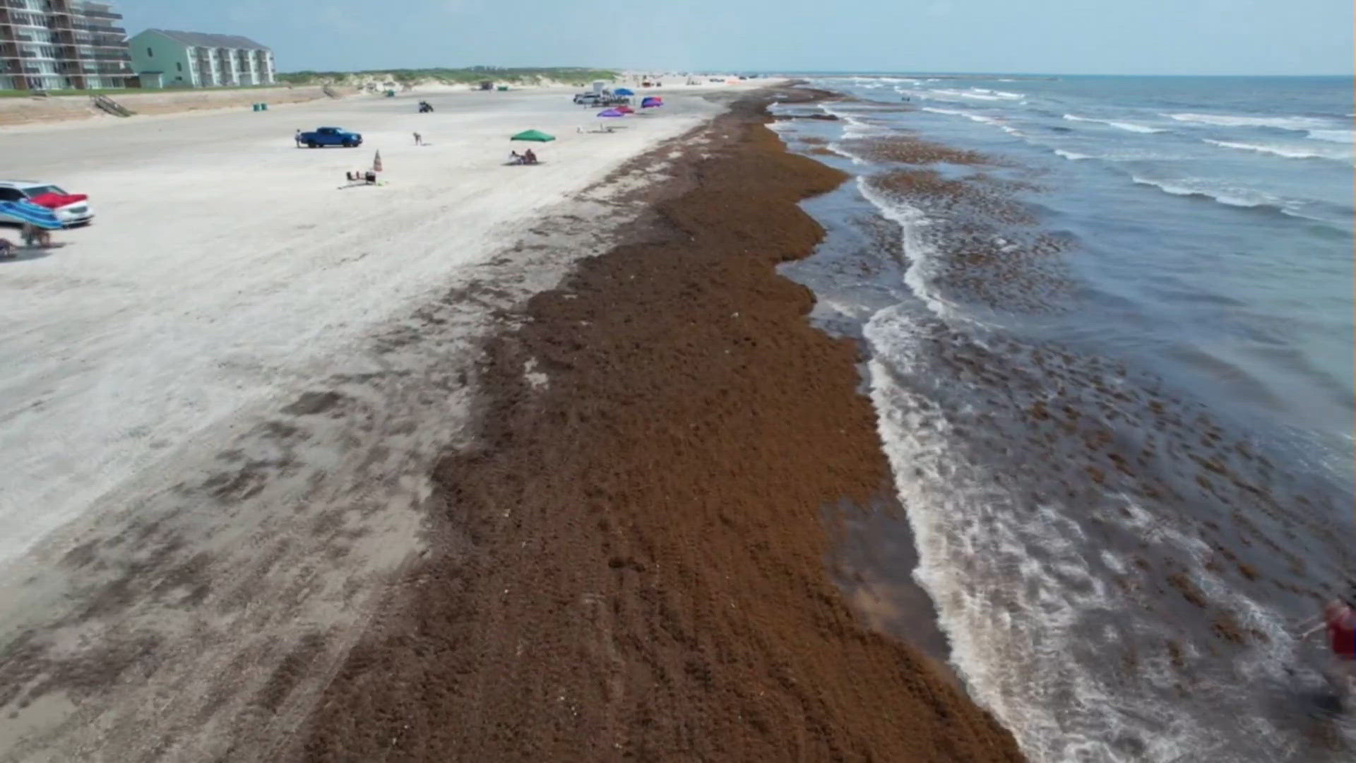 Summer crowds share Padre Island beaches with sargassum | kiiitv.com