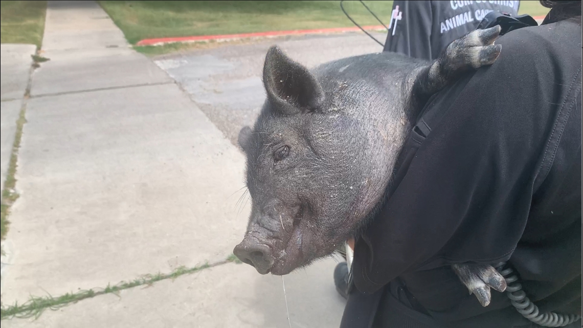 Community joins in on pig chase near IWA | kiiitv.com