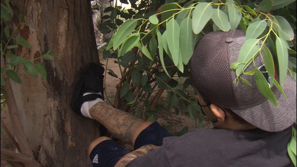 South Texas Miracle Healing Tree | kiiitv.com