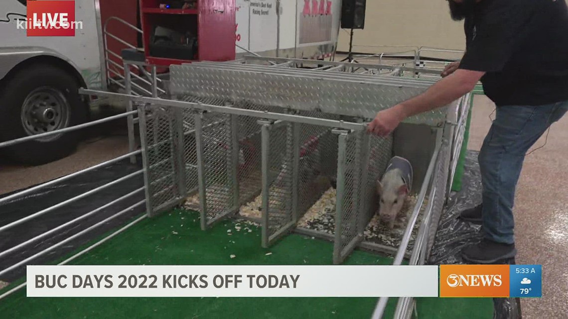 Popcorn, pigs, and more: What you can find at Treasure Island during ...