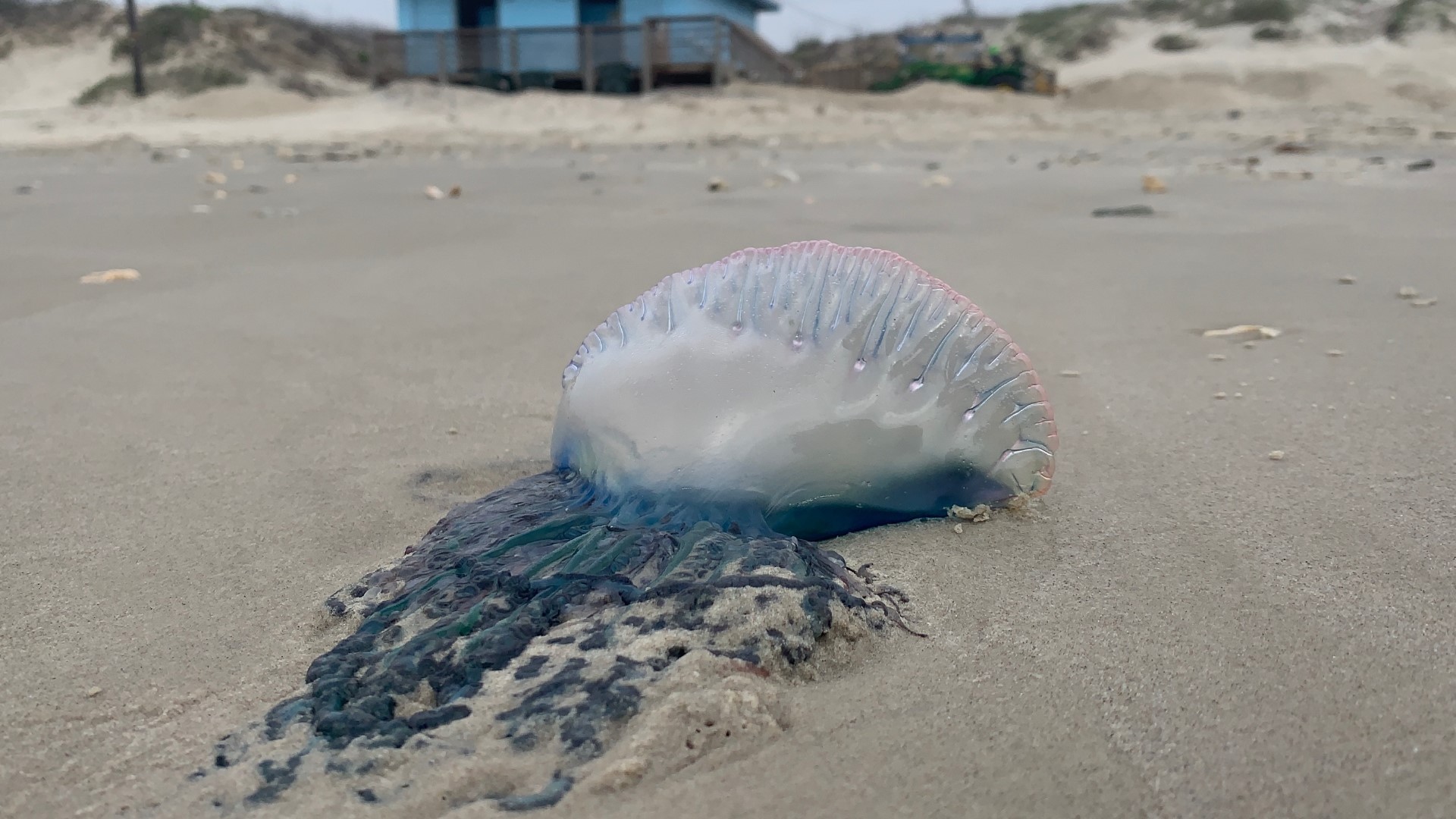 Portuguese man o' wars litter Corpus Christi beaches | kiiitv.com