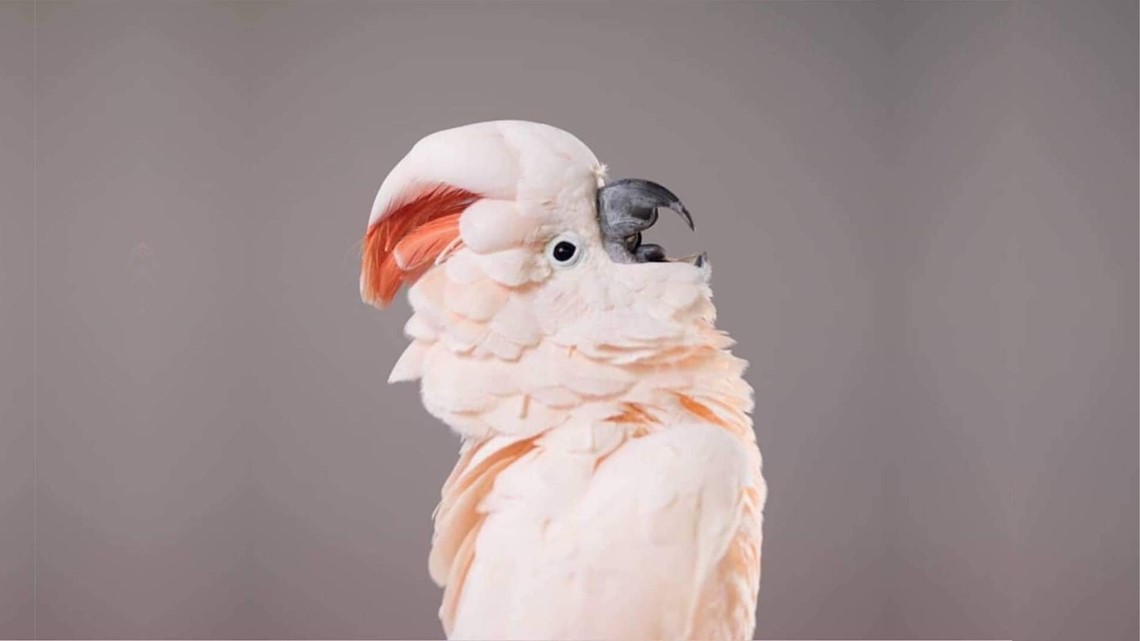 Beloved 50-year-old cockatoo Monkey remembered by community | kiiitv.com