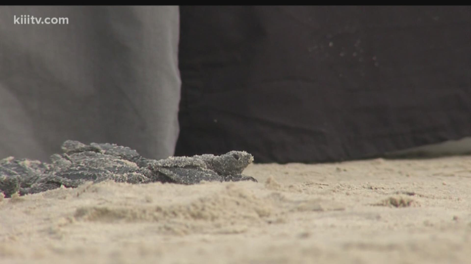 Kemp's Ridley hatchling release scheduled for Friday | kiiitv.com