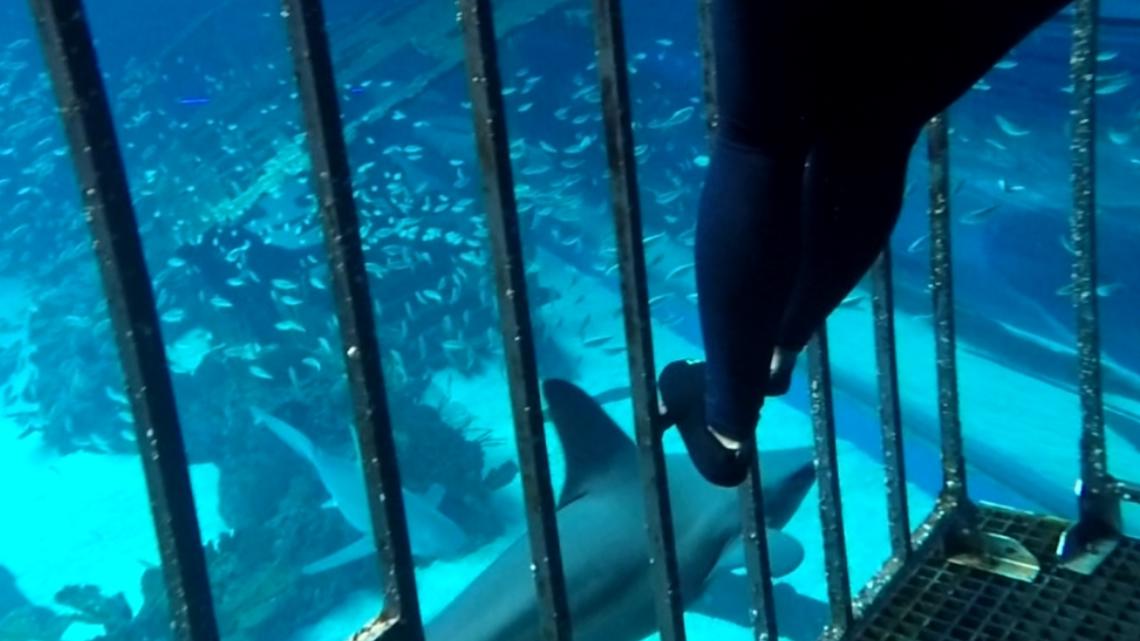 TV-3 goes under the sea! | kiiitv.com