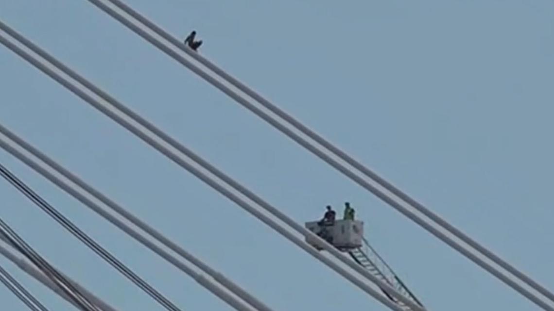 CCFD, CCPD team up to rescue climber on Harbor Bridge | kiiitv.com