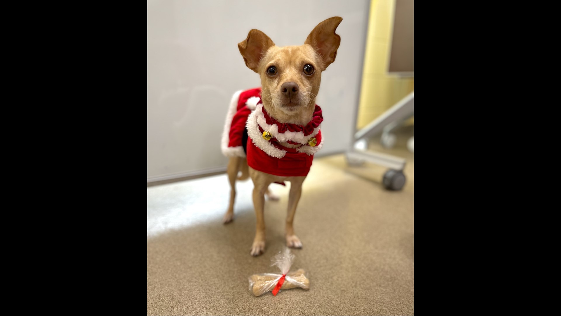 Corpus Christi shelter pets treat bags | kiiitv.com