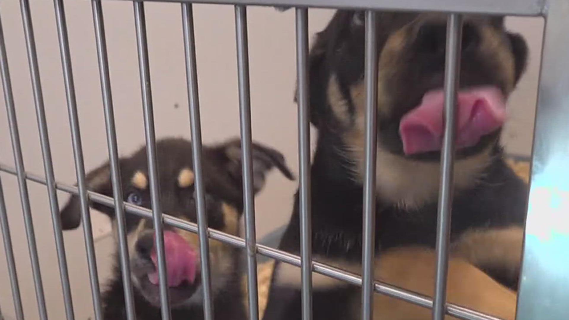 Foster Puppies Contract Distemper, owner and Veterinarian urge ...