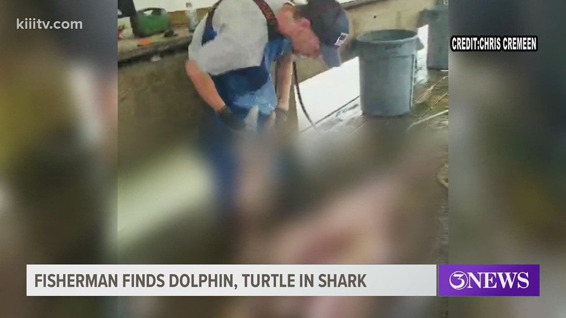 Dolphin head, turtle found inside shark | kiiitv.com