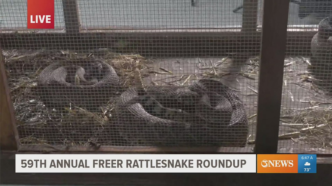 Fun 'fesssstivities' expected at 59th Annual Freer Rattlesnake Roundup ...