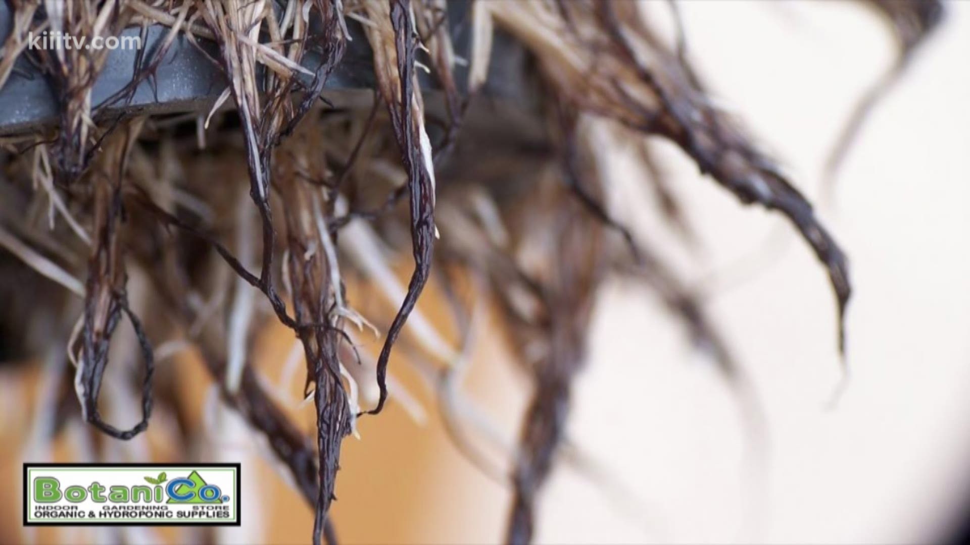 South Texas Gardener: Protect your plants from root rot | kiiitv.com
