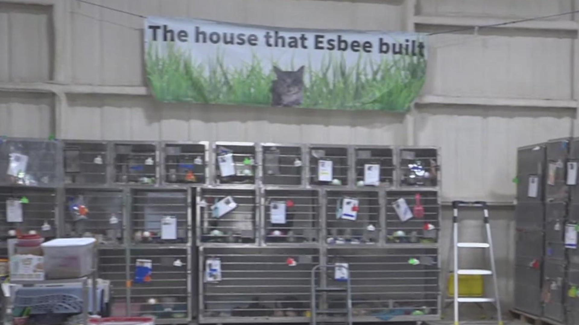 Esbee saves the day! | Viral TikTok cat 'probably saved 3,000 cat lives ...