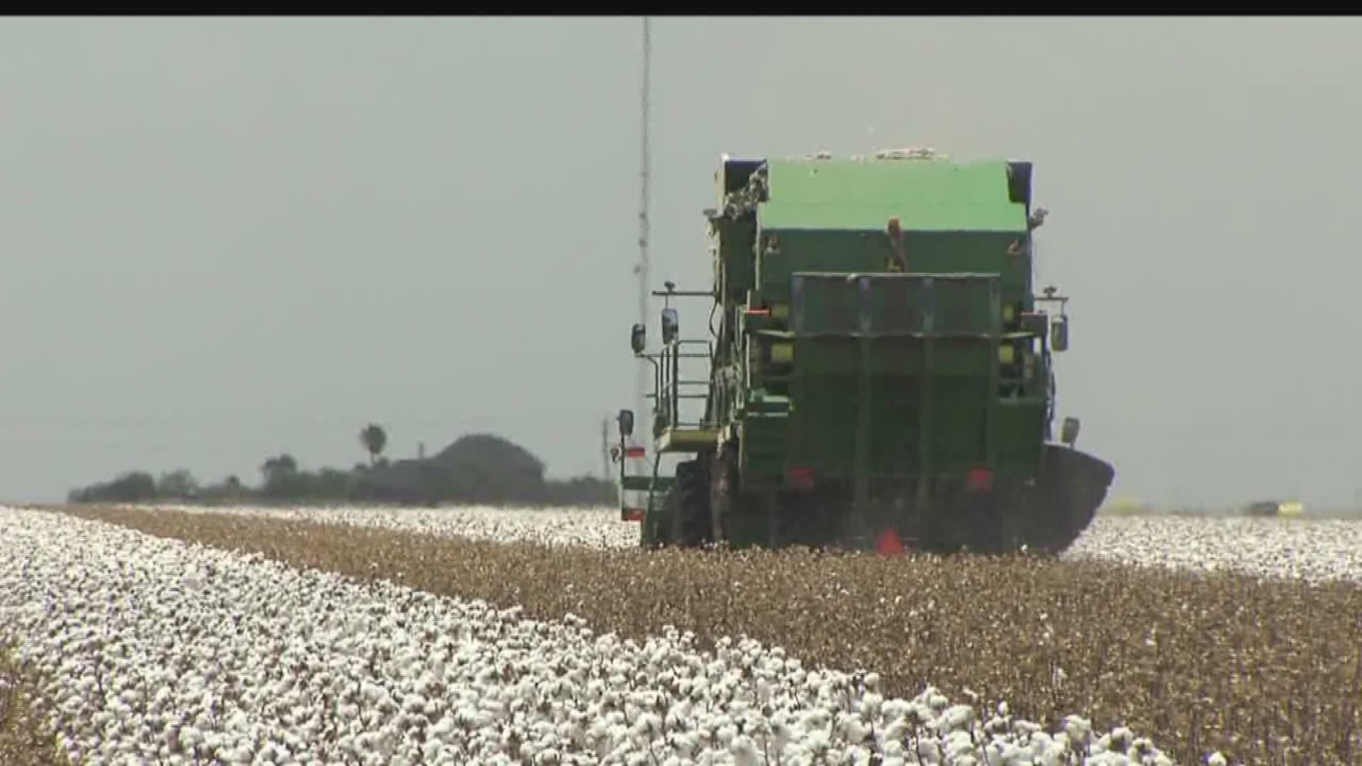 The economic impact of cotton in South Texas | kiiitv.com