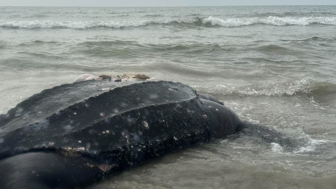 Leatherback turtles hurt by boats in Port Aransas | kiiitv.com