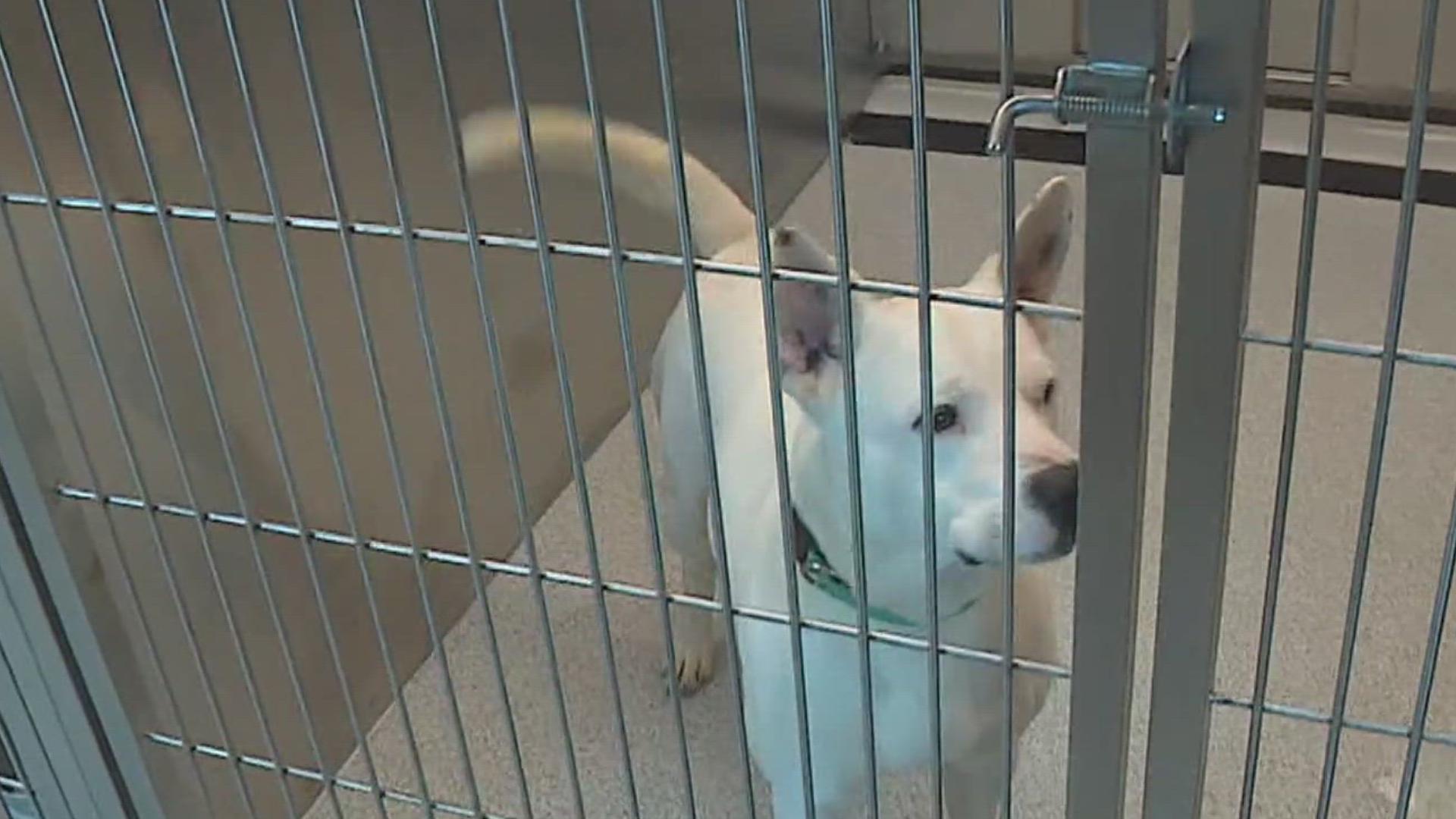 New Ingleside animal shelter | kiiitv.com