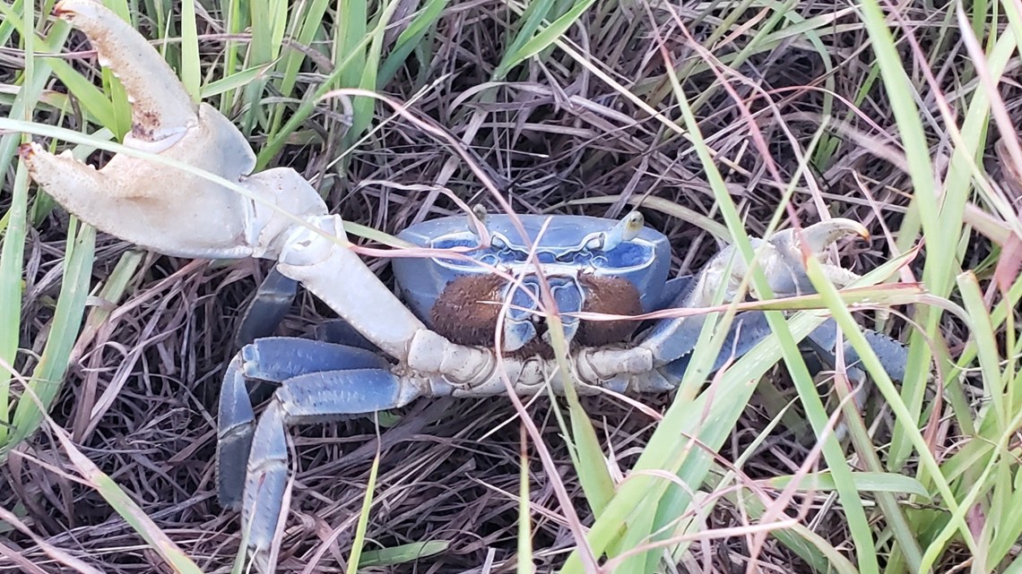 Blue Land Crabs In Florida