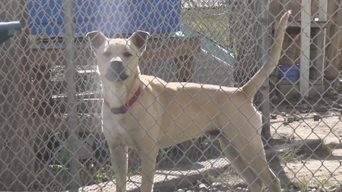 Port Aransas Animal Shelter temporarily closes dog area after kennel ...