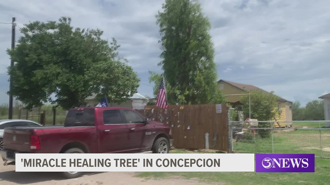 'Faith brought me to it': Texas Miracle Tree continues to draw ...