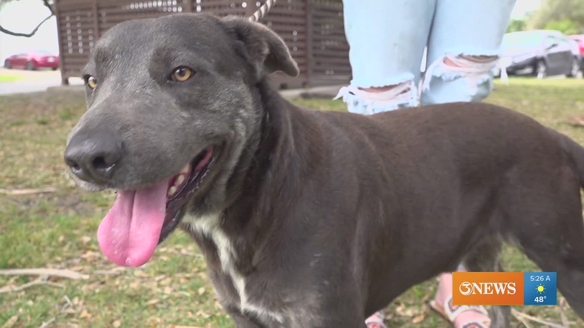 Rescue Tails: Meet Daryll a 2-year-old lab mix with a calm nature ...