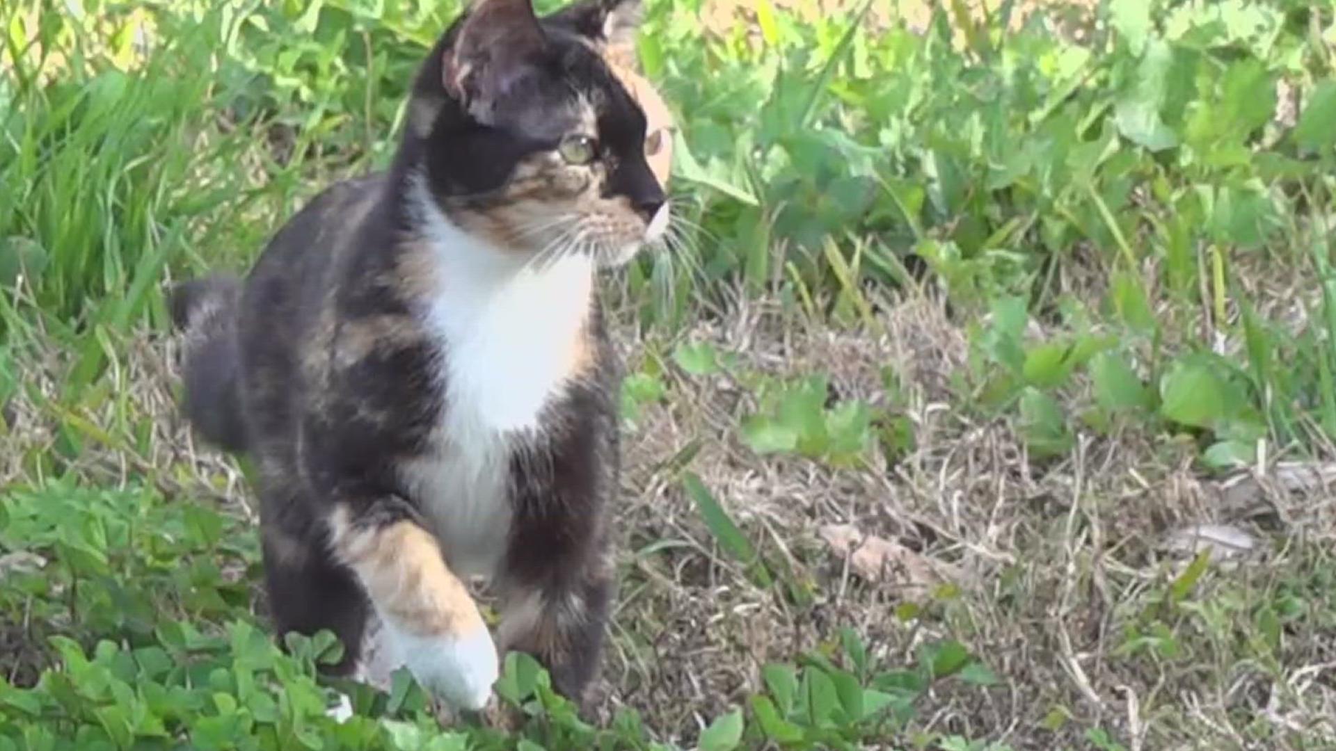 PAAC land $15K grant to spay and neuter community cats | kiiitv.com