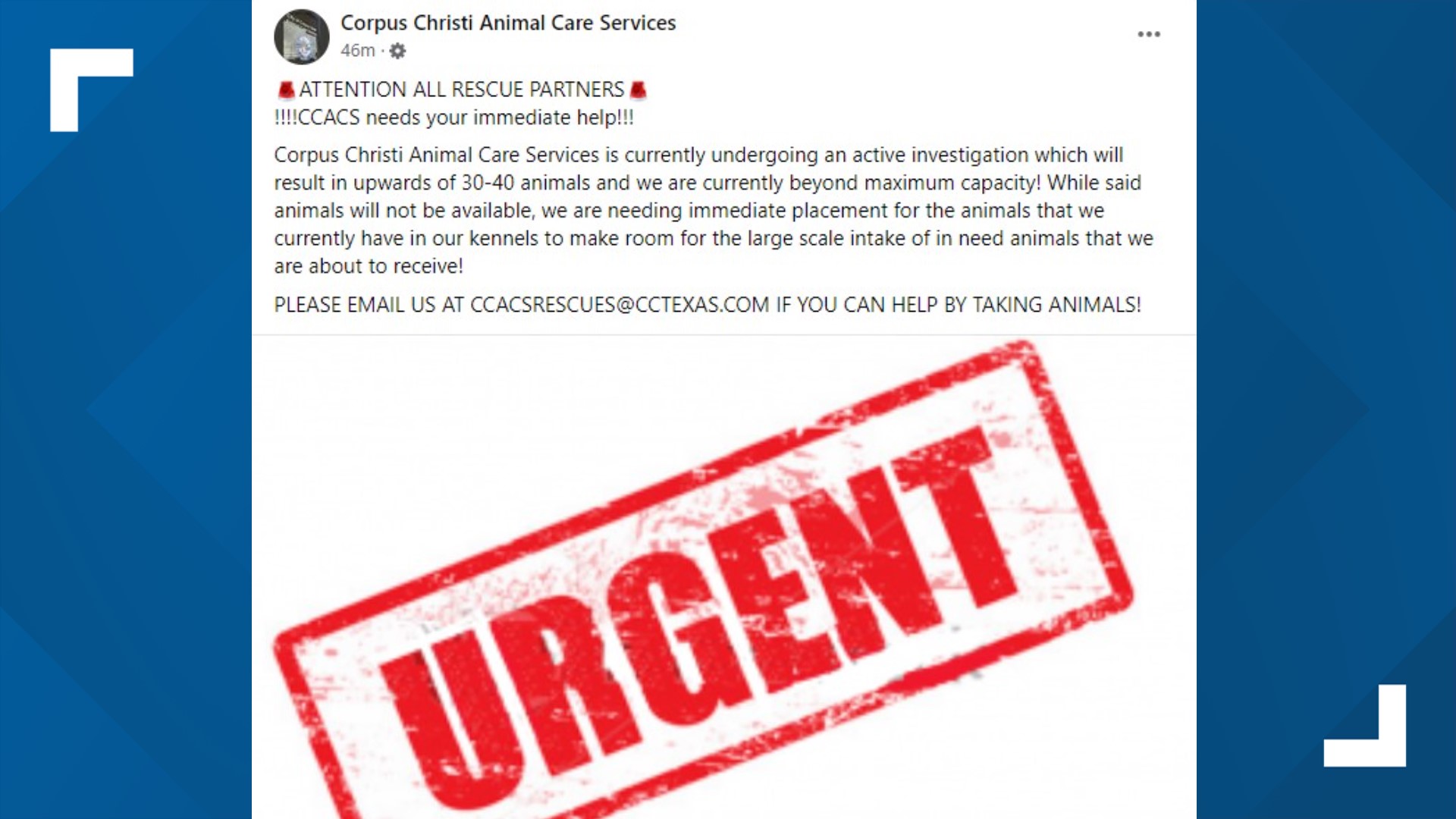 Corpus Christi Animal Care Services seek shelter for 30 plus dogs ...
