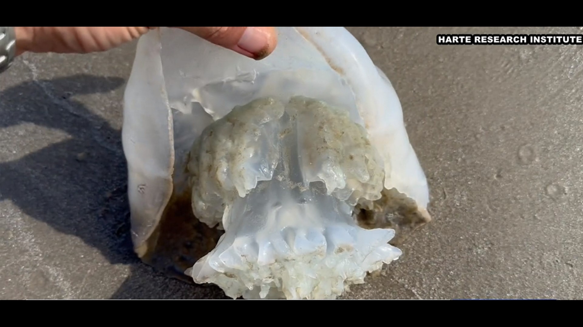Large bloom of cabbagehead jellyfish wash up on Prt Aransas shore ...
