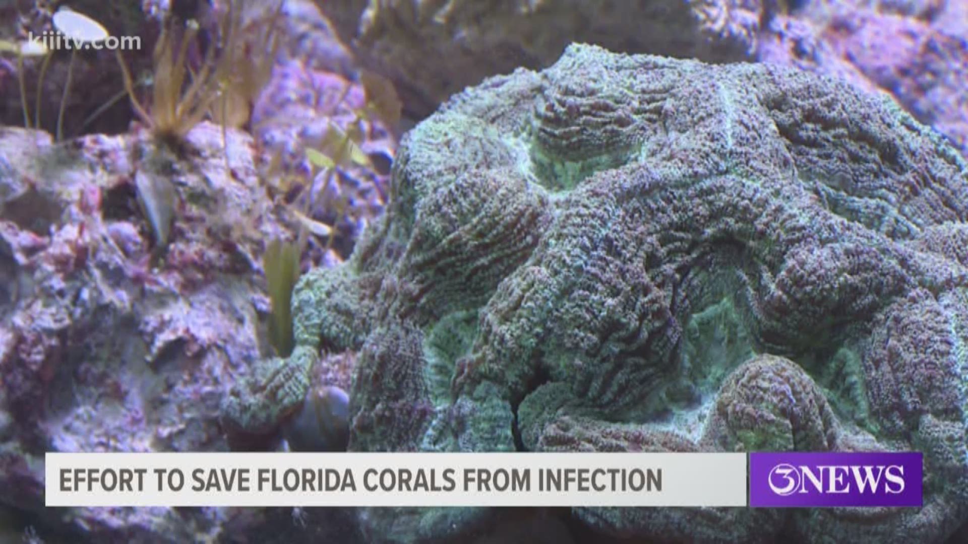 Texas State Aquarium protecting endangered coral from Florida Keys ...
