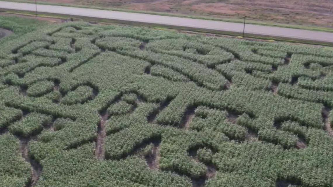 Rockin' K Farms corn maze design revealed | kiiitv.com