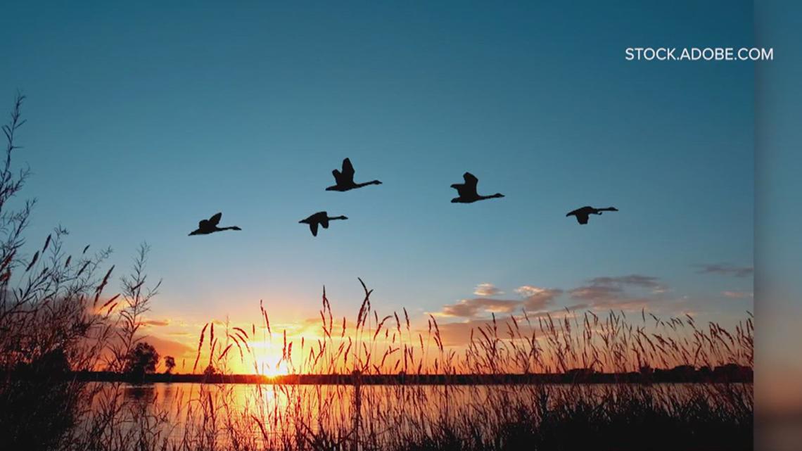 Tips, reminders as duck season nears | kiiitv.com