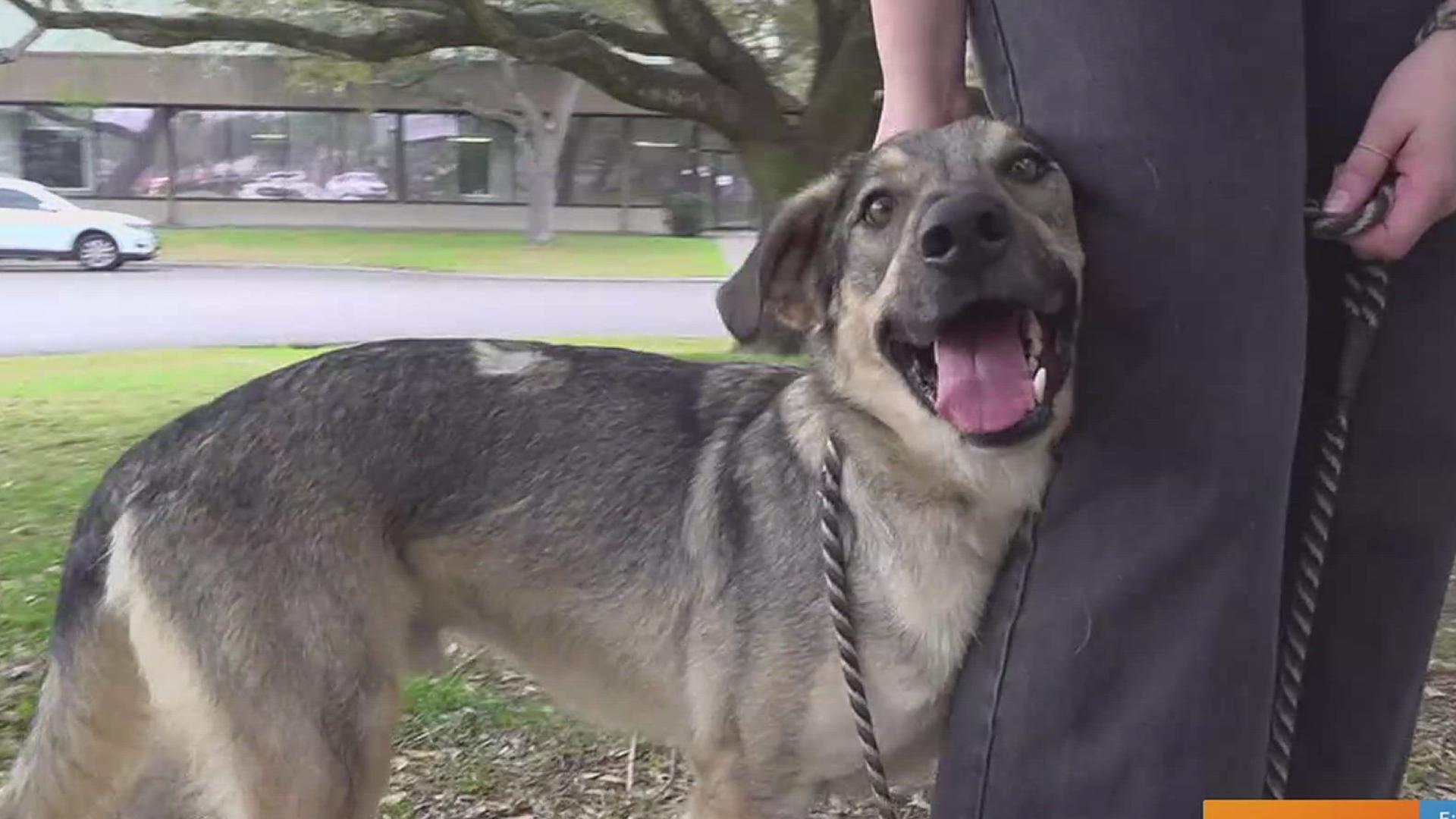 Rescue Tails: Meet Goofy, a very sweet dog! | kiiitv.com
