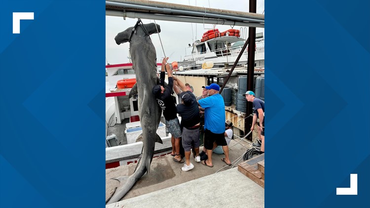 Massive shark caught off Texas coast | kiiitv.com