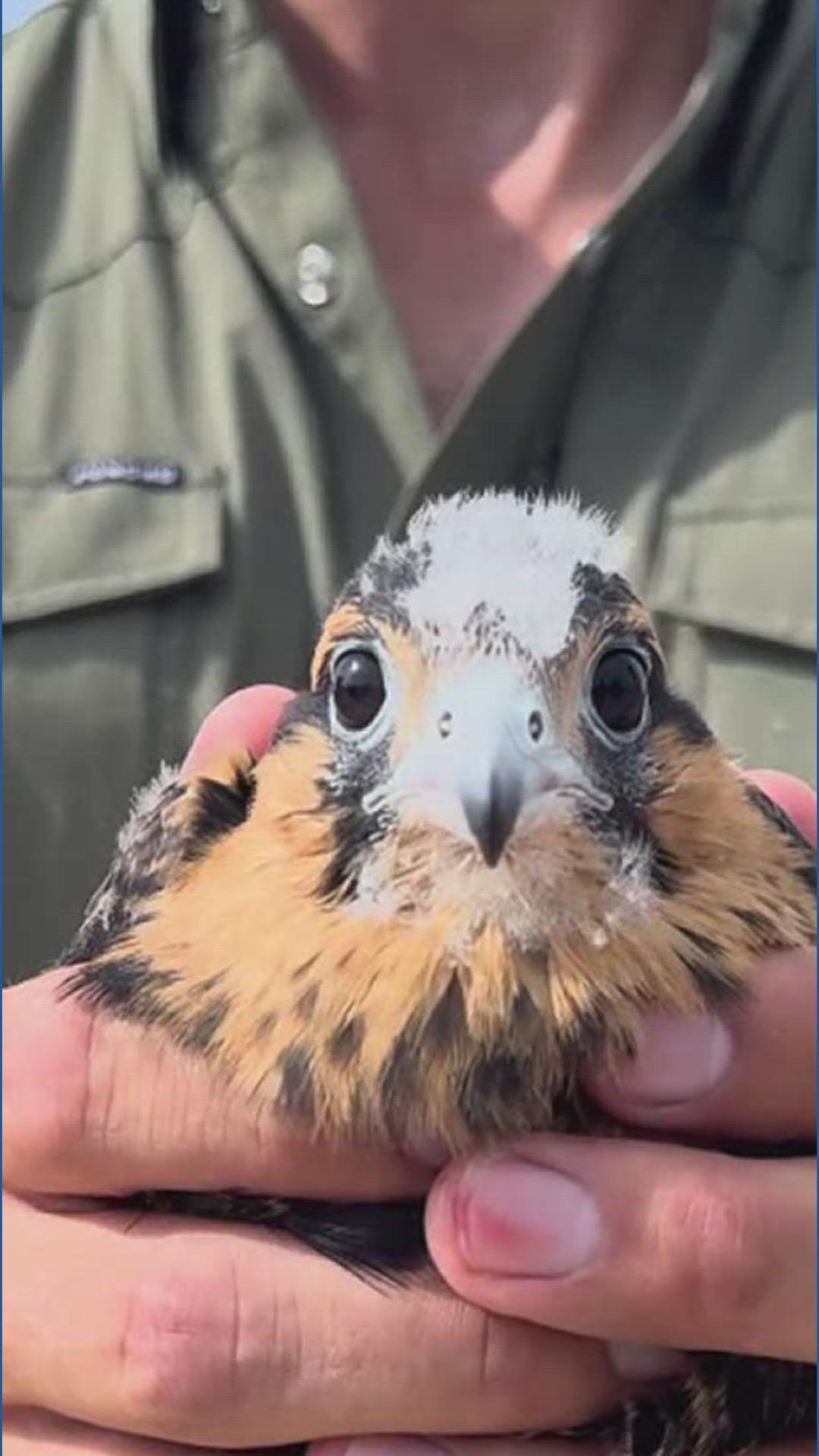 Rare falcons return to Padre Island | kiiitv.com