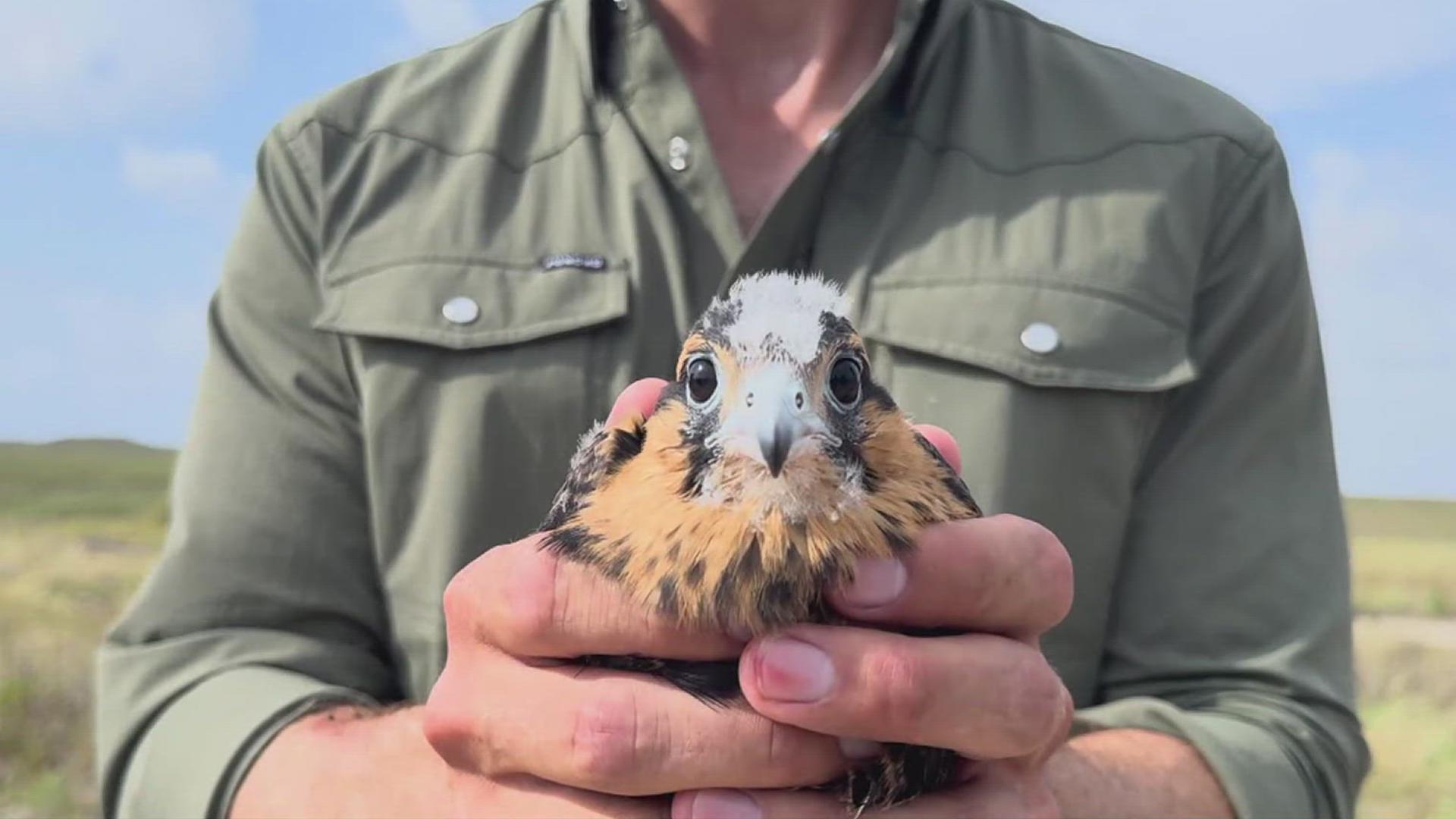 Rare falcons return to Padre Island | kiiitv.com