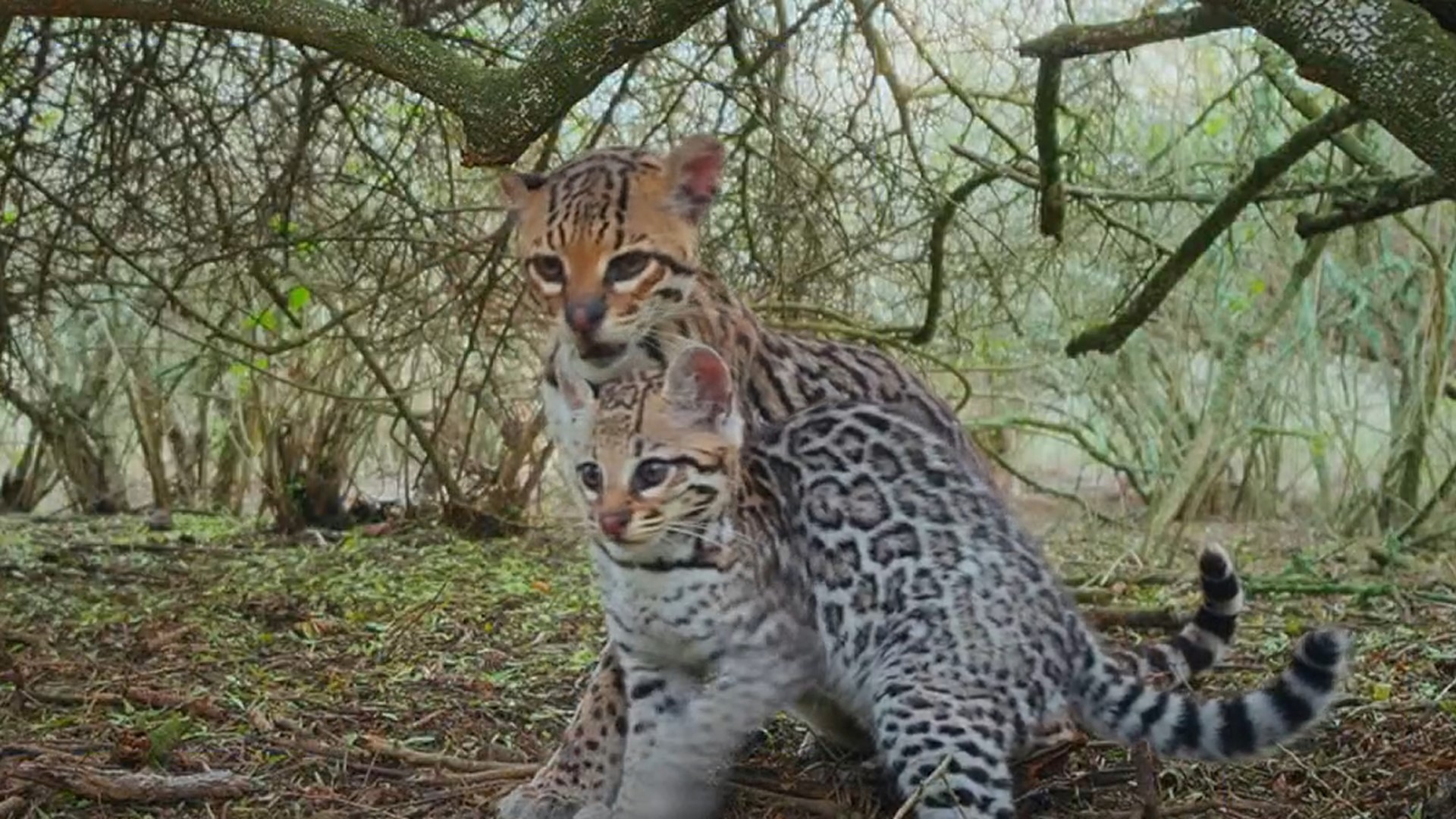 New Ocelot breeding program to begin in Kingsville area | kiiitv.com