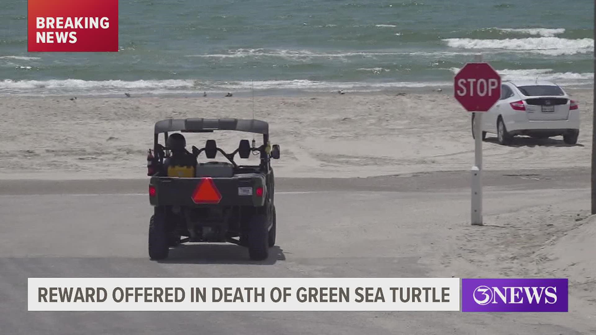 Game Wardens looking for person responsible for killing green sea ...