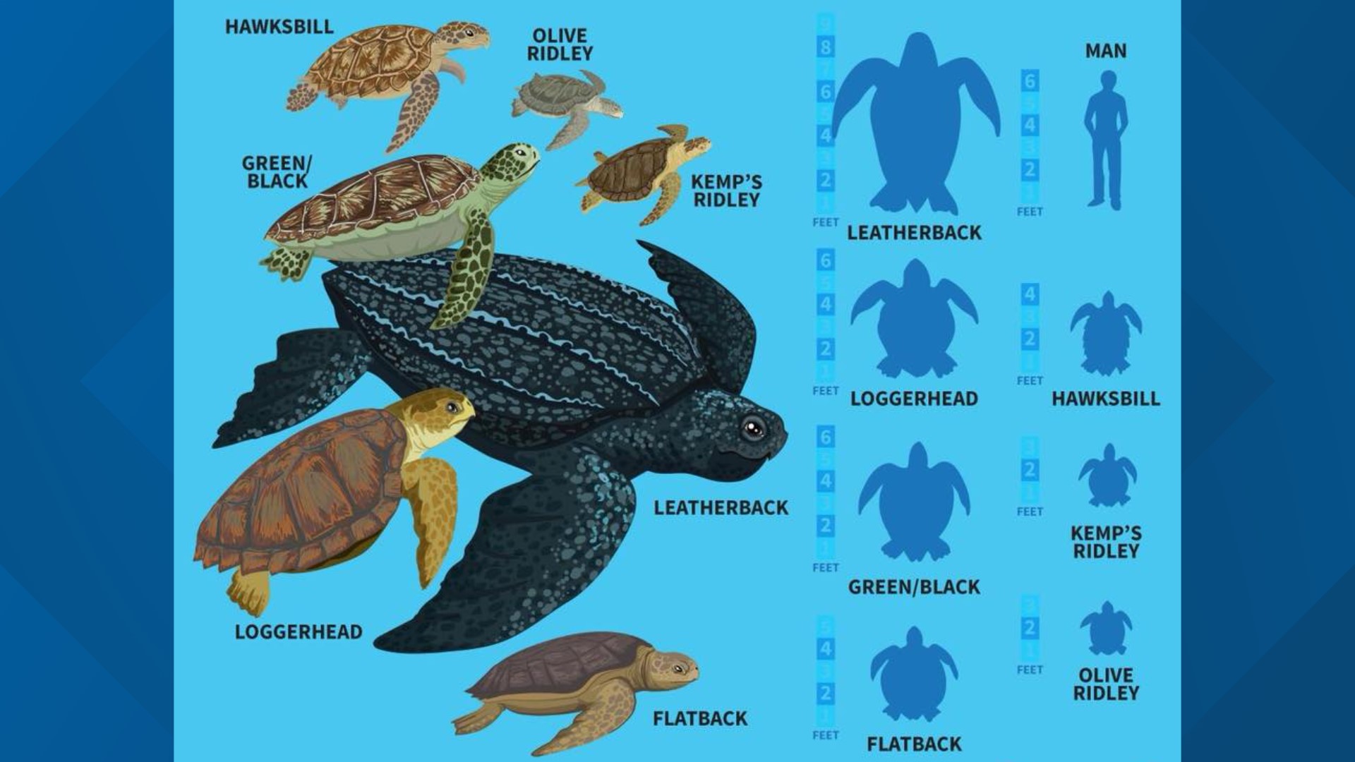 Leatherback turtles hurt by boats in Port Aransas | kiiitv.com