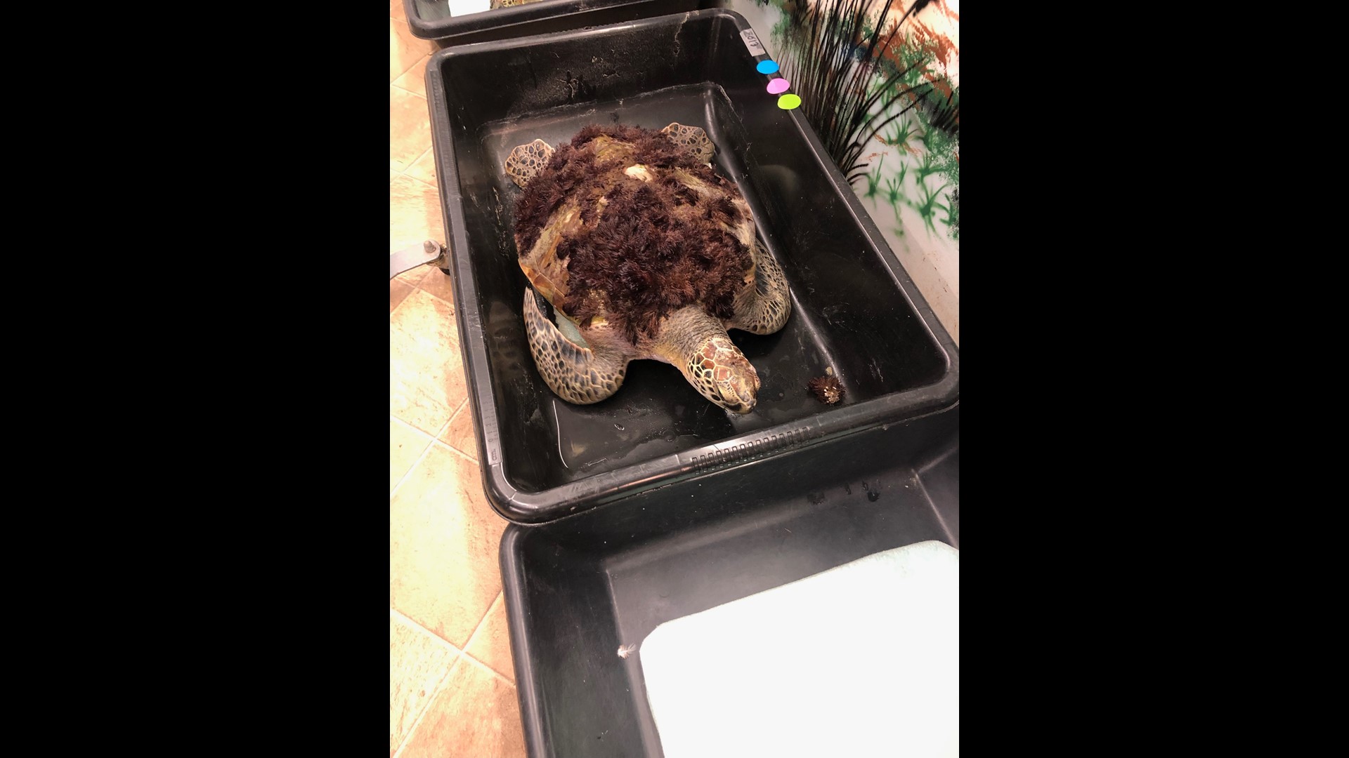 Current count of cold stunned sea turtles | kiiitv.com