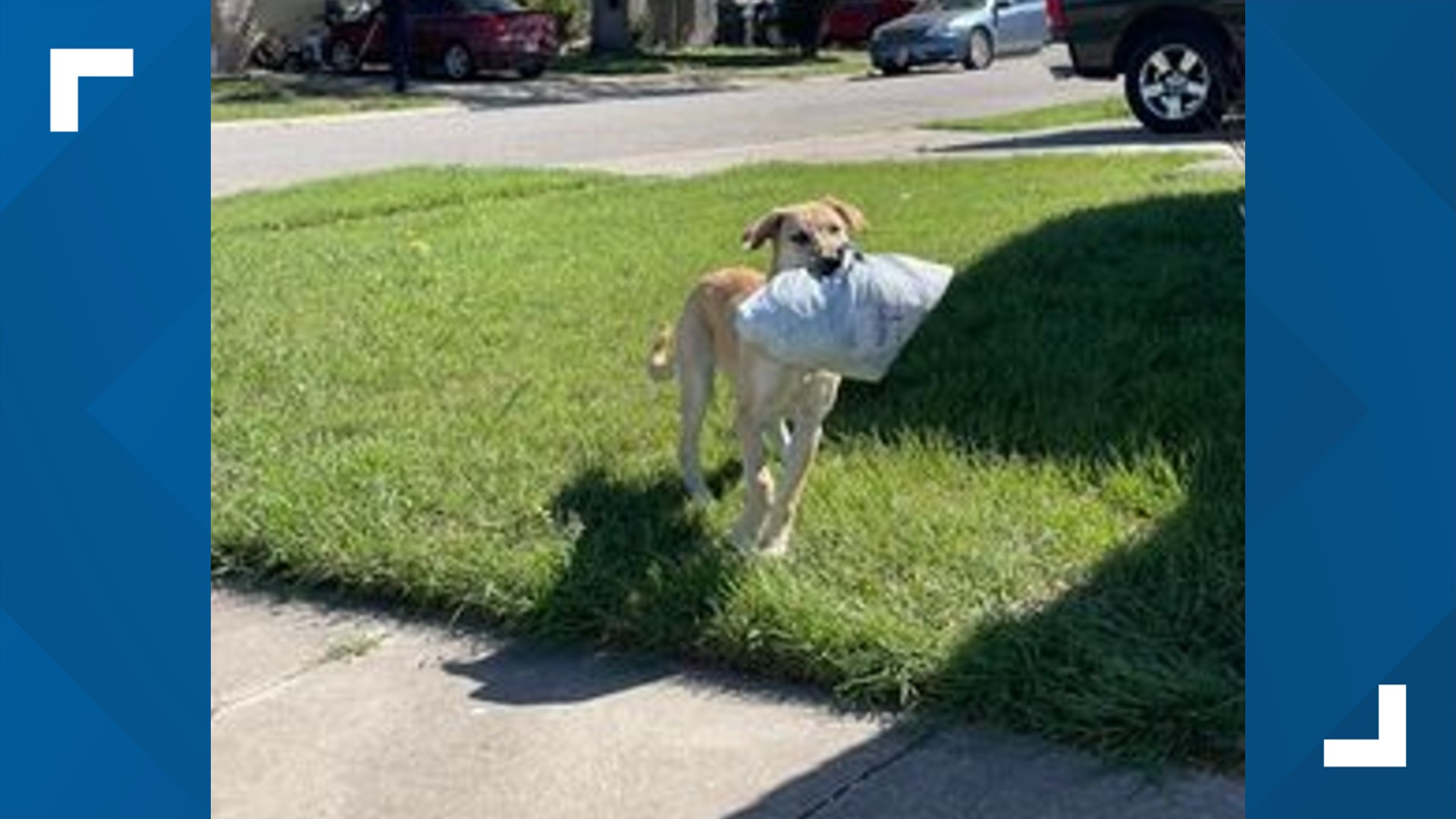 Texas dog steals neighbors package | kiiitv.com