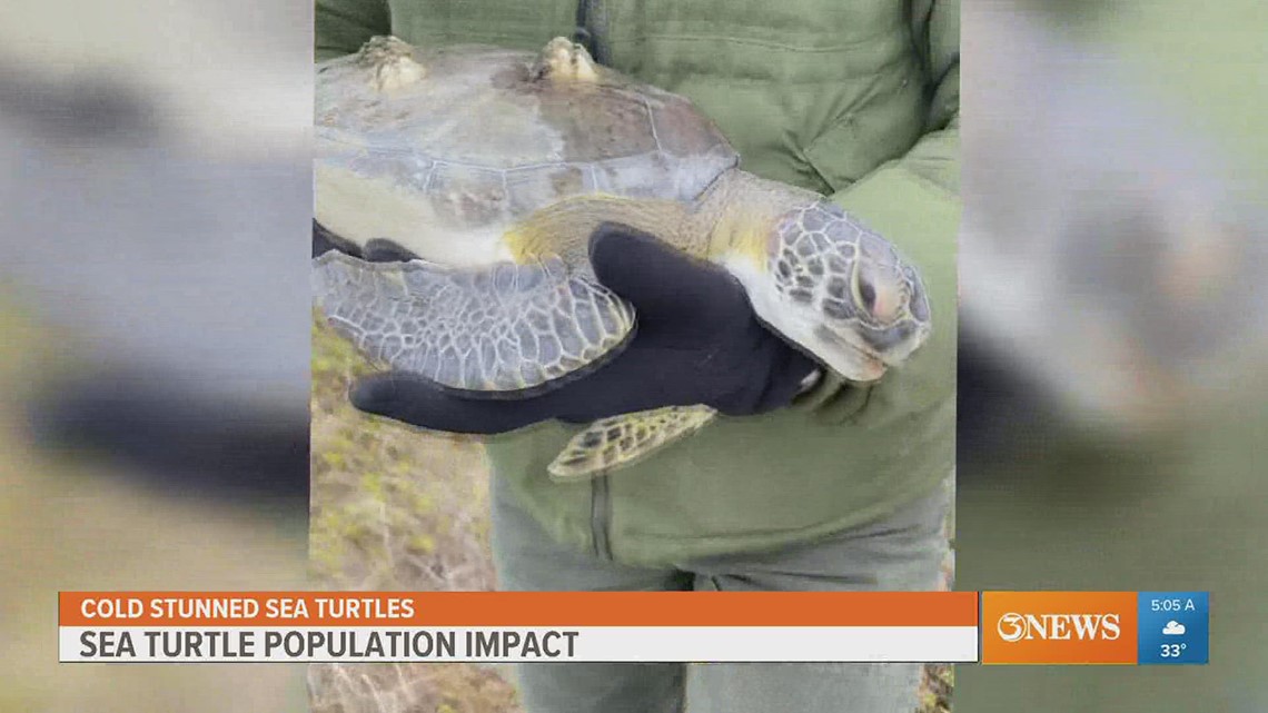 Hundreds of sea turtles at risk due to brutal weather | kiiitv.com