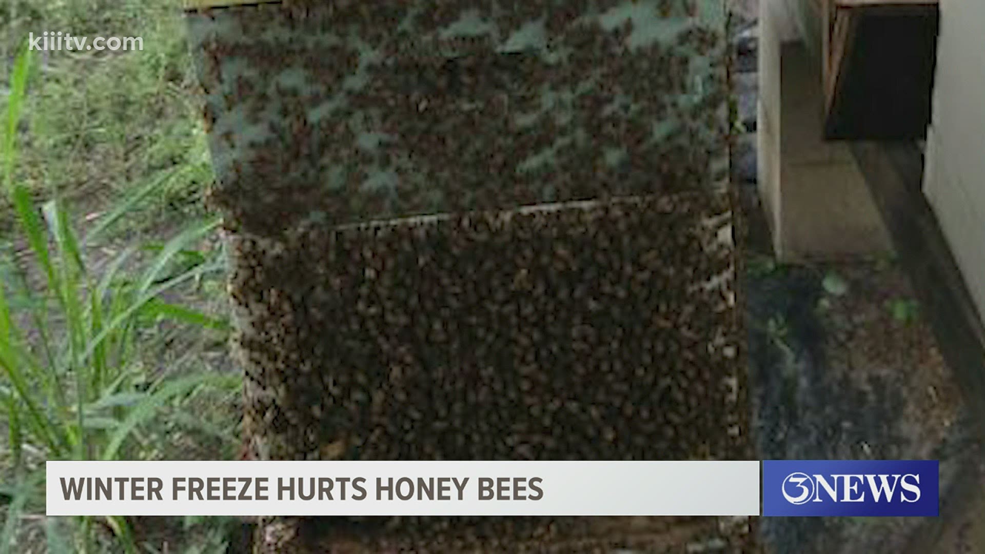 Honeybees impacted by historic winter freeze | kiiitv.com