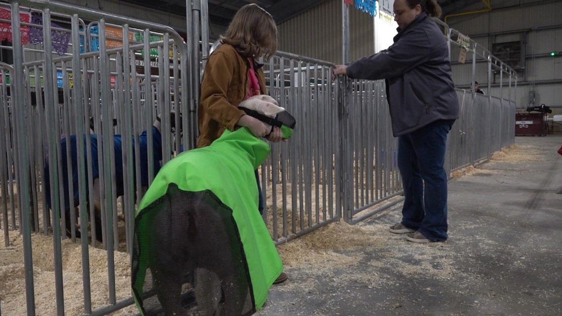 goats and lambs at A&H livestock show | kiiitv.com