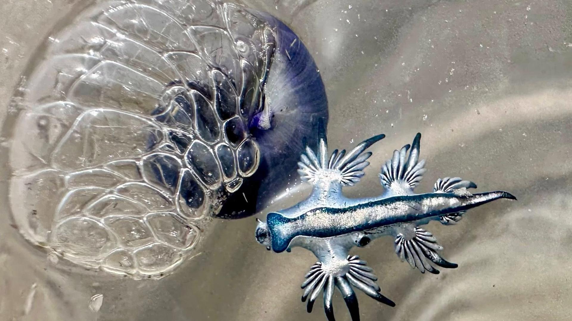 Tiny but dangerous: ‘Blue dragons’ washing up on Texas beaches, Harte ...