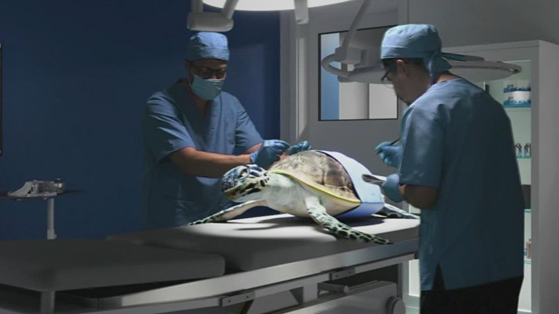 New rescue center at the Texas State Aquarium | kiiitv.com