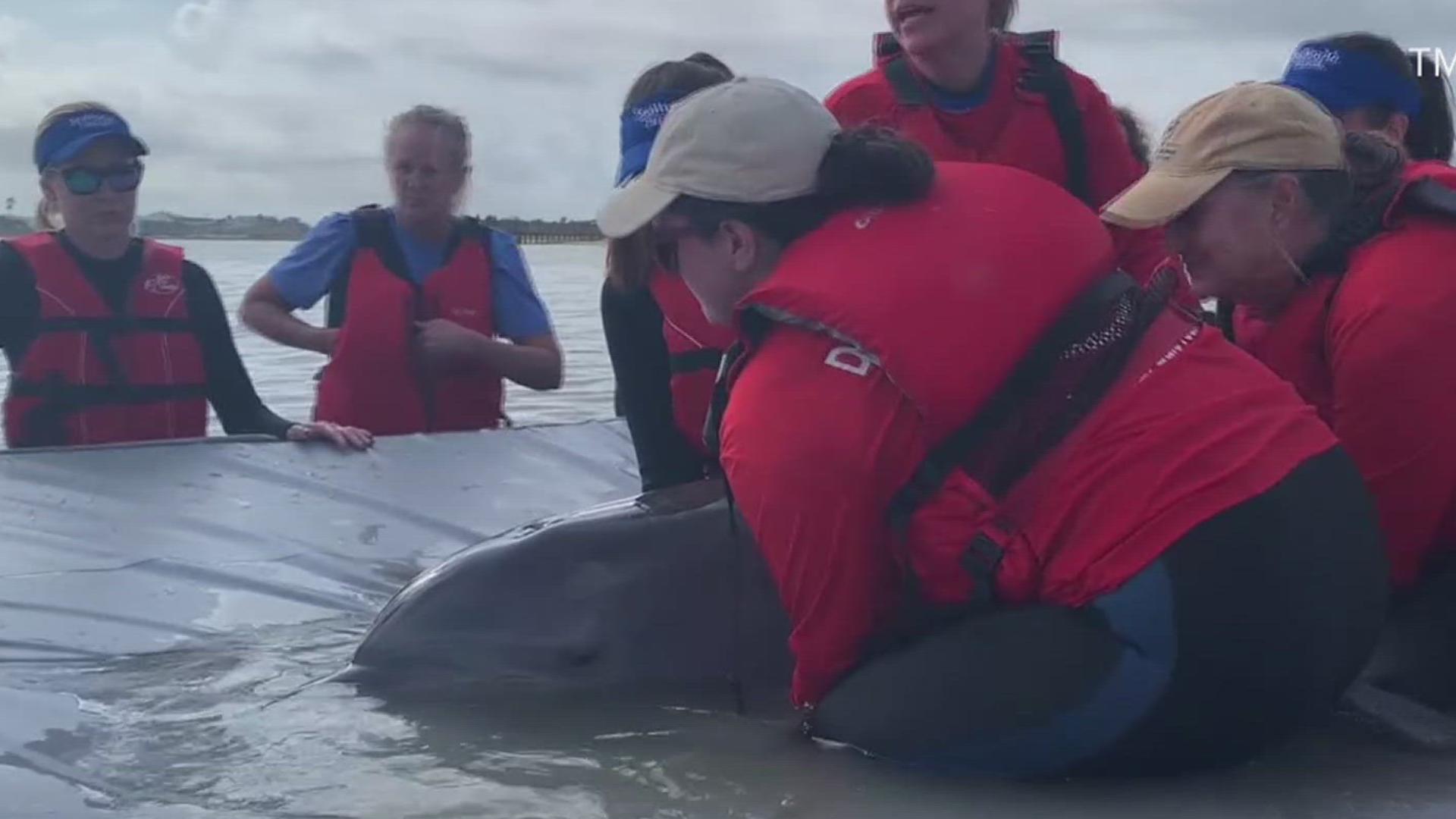 Local heroes rescue stranded dolphin in Rockport's Aransas Bay | kiiitv.com