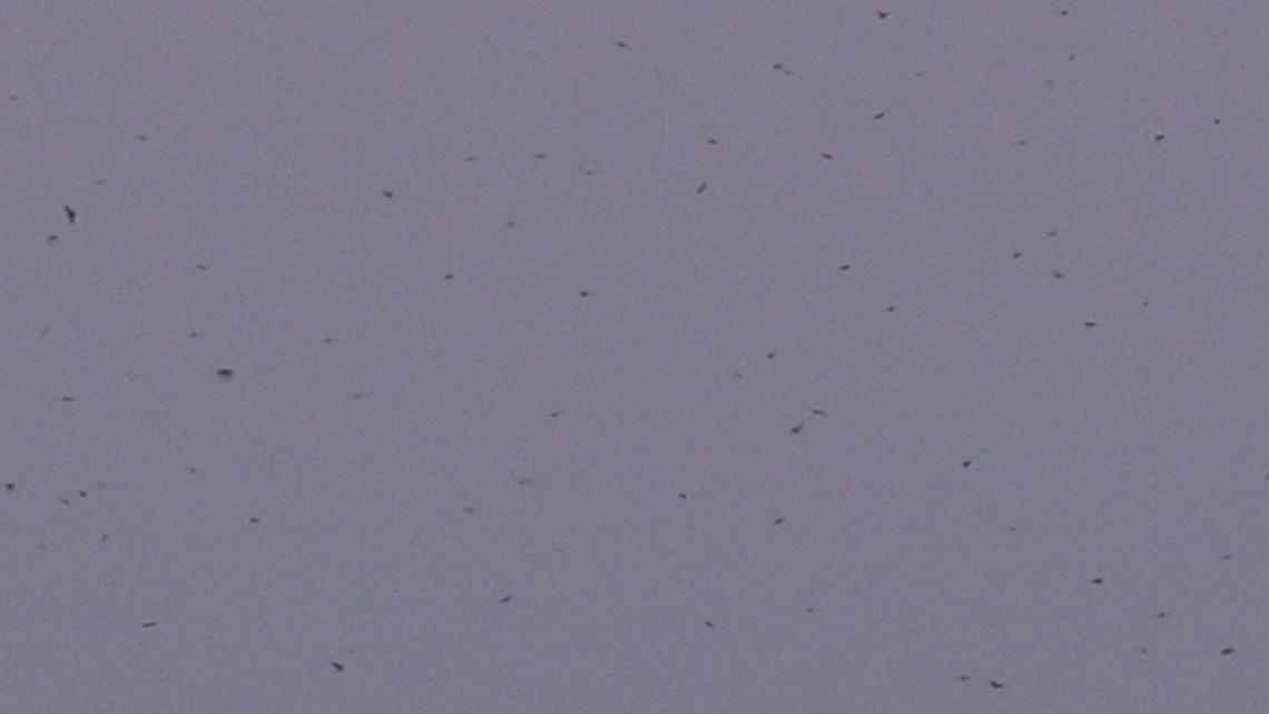 Purple Martins flock to Corpus Christi's South Side | kiiitv.com