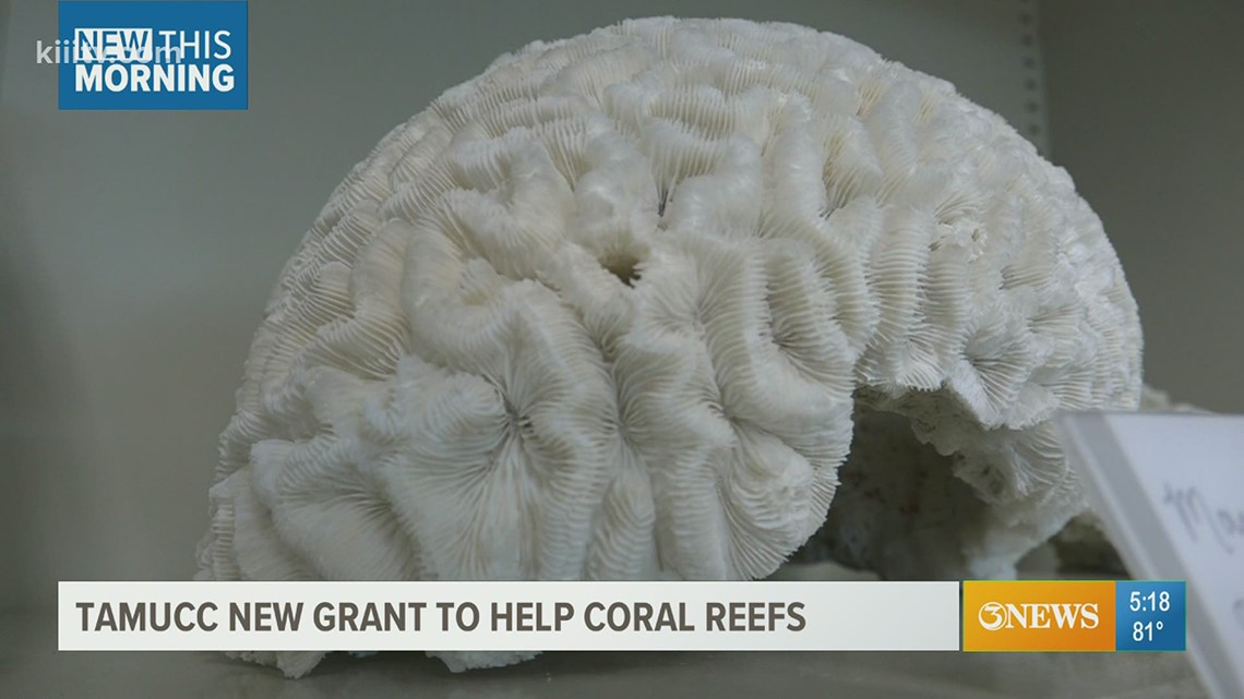 New grant awarded to TAMUCC will allow students to study in Hawaii ...