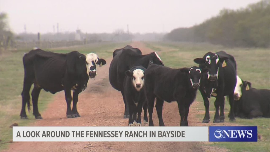A look around the Fennessey Ranch near Bayside | kiiitv.com