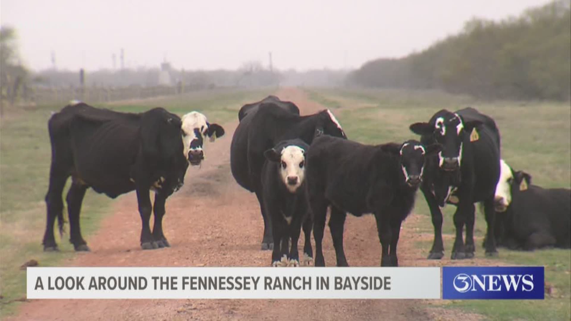 A look around the Fennessey Ranch near Bayside | kiiitv.com