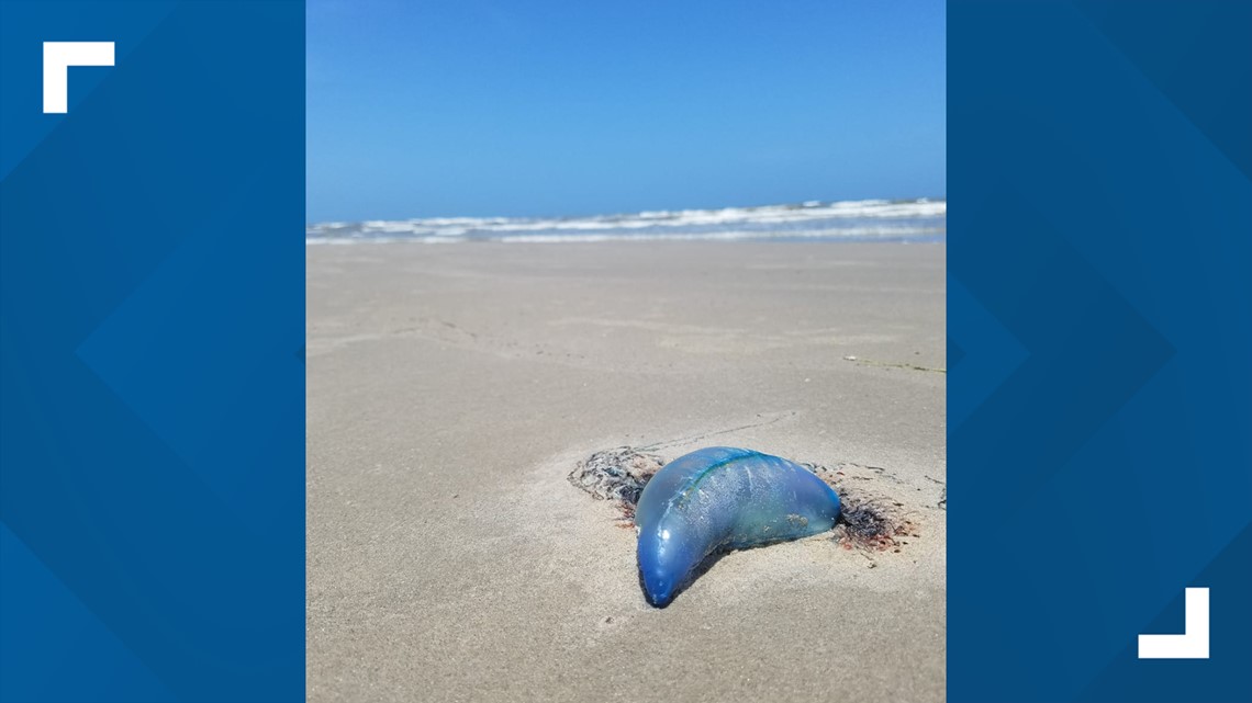 Beach Safety: Jellyfish and Stingrays | kiiitv.com